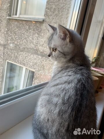 Британский котик