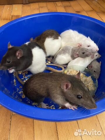 Крысы дамбо и класические ручные