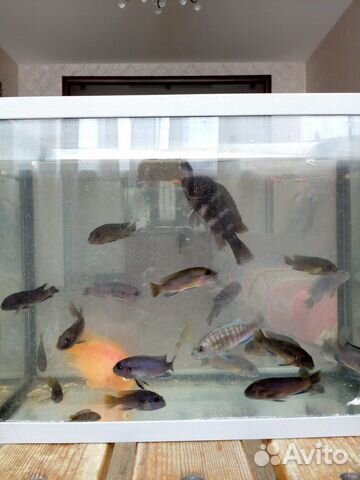 Рыбы бесплатно