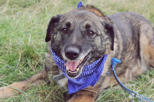 Собака из приюта Карамелька ищет дом