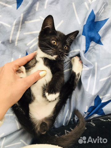 Котенок