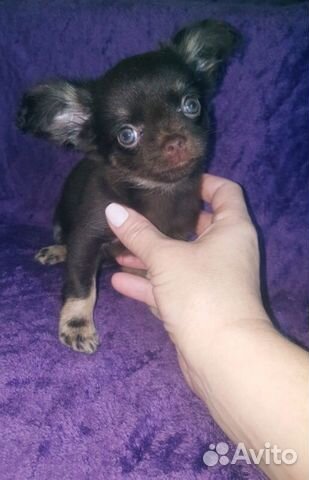 Шоколадные красавцы