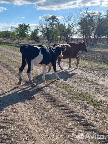 Коровы и телки