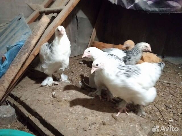 Куры молодки