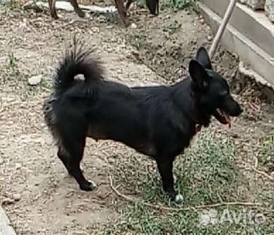 Малорослая собачка в добрые руки