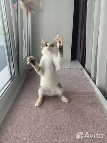 Котенок Зайка