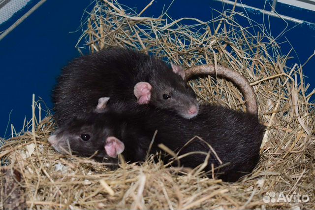 Крысы дамбо