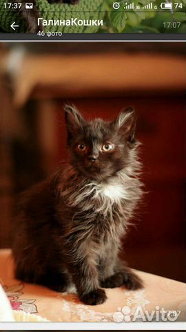 Котята мальчики