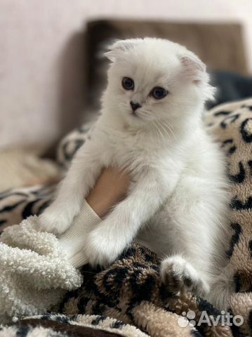 Шотландский длинношерстный кот