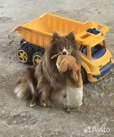 Собака щпиц