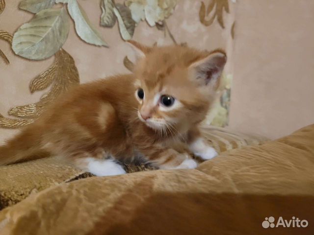 Кошки в добрые руки бесплатно