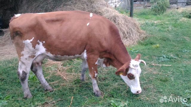 Корова стельная