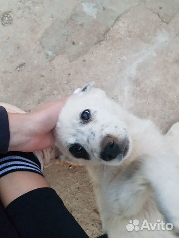Щенки
