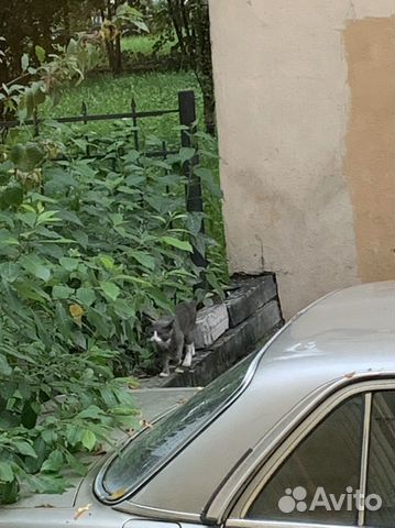 Кошечка в добрые руки