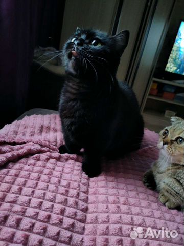 Кошка в дар