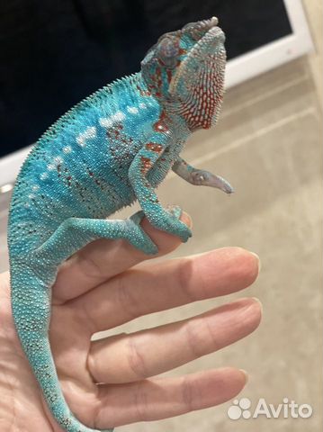 Хамелеон пантеровый редкий окрас