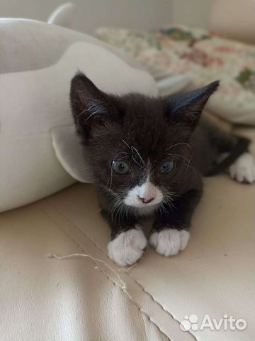 Котенок мальчик Максик 2мес метис