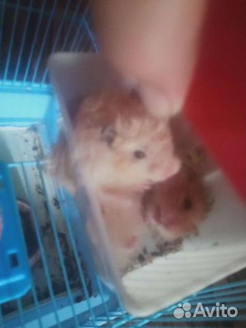 Сирийский хомяк с клеткой