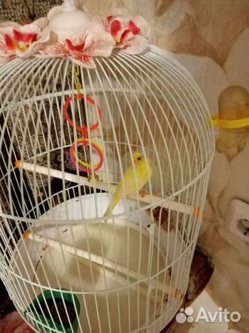 Канарейка с клеткой