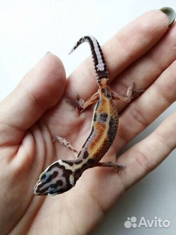 Эублефар +набор для содержания