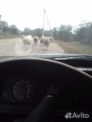 Овцематки меренос 11шт покрыты гиссаром не старые