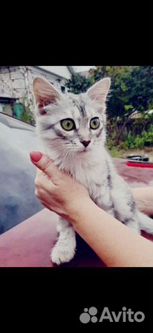 Котенок полубританская в добрые руки