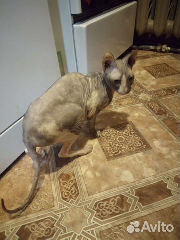 Сфинкс бархотный