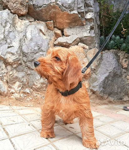 Супер щенки рыжего бретонского бассета