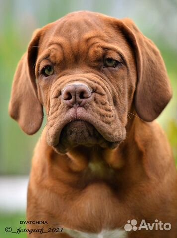 Бордоский дог