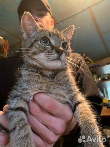 Никому не нужный котенок ищет дом