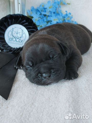 Мальчик Американский булли покет-мини покет