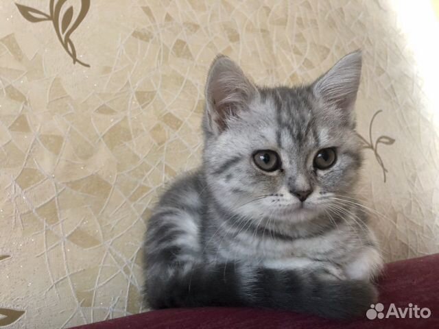 Британские котята