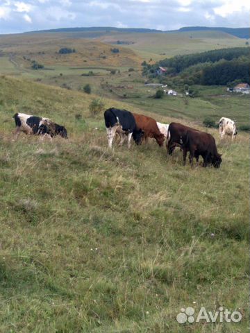 Бычки и быки