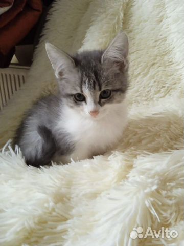 Кошка