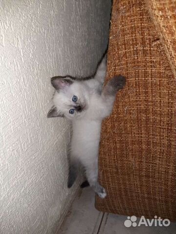 Котята