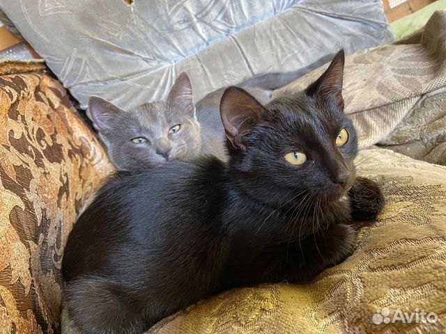 Котята подростки