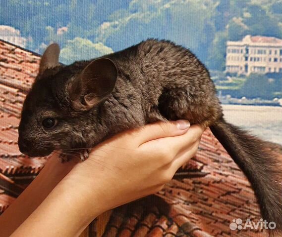 Шиншилла девочка