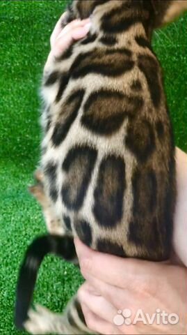 Бенгальские котята Леди и Джентельмены