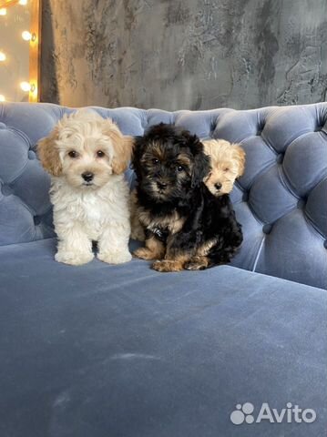 Мальтипу девочки