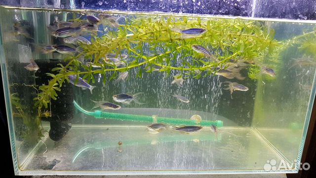 Рыбки Данио