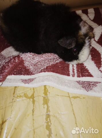 Морская свинка