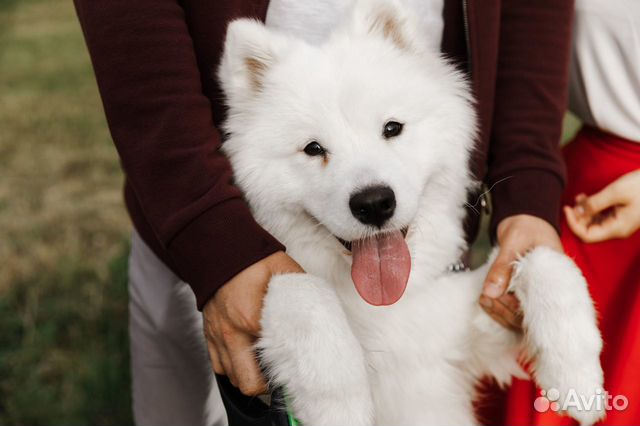 Самоедская собака