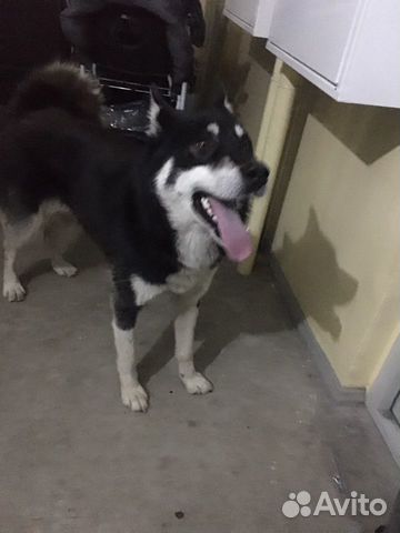 Найдена кобель (лайка) 26.09.2021 на Краузе 19