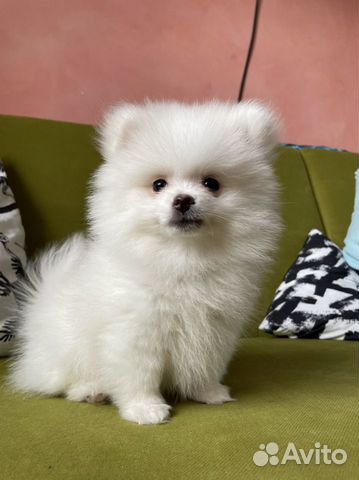 Щенок померанского шпица белый девочка