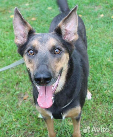 Грей метис 3 года в дар