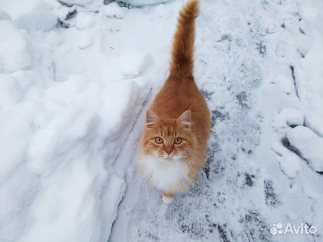 Кошка Лиза в добрые руки
