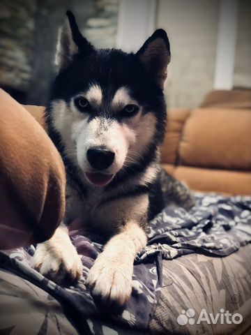 Вязка Чистокровный хаски