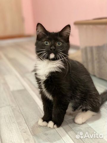 Котенок девочка в добрые руки