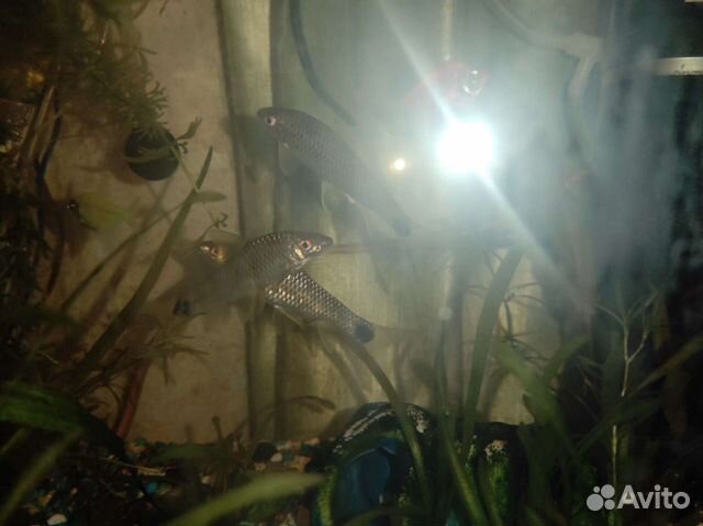 Водорослеед (рыба)