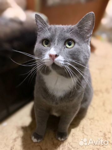 Кот